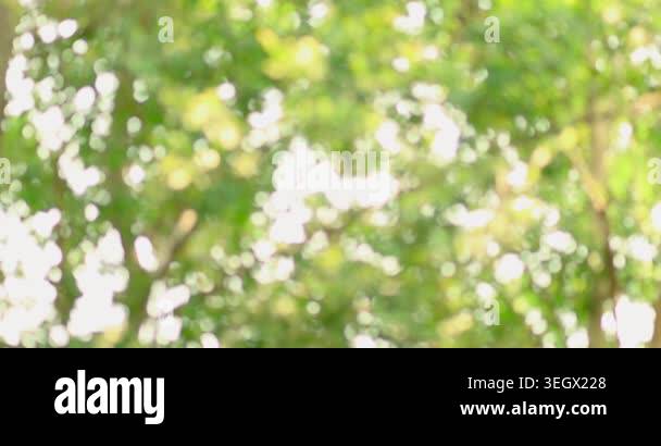Abstract green nature bokeh background with soft focus and natural ...