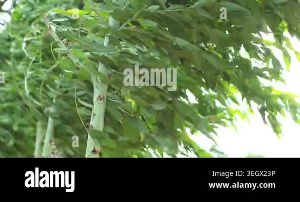 Eucalyptus trees swaying in strong wind with flowing green leaves in ...