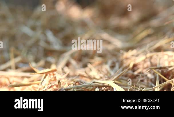 Straw stack, Hay bale natural, Straw for organic advertising and ...