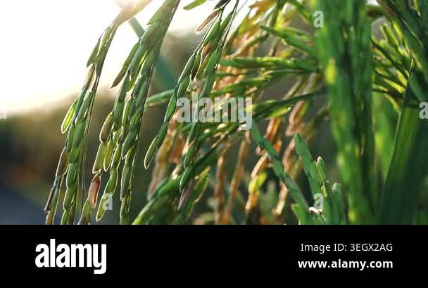 Green rice ears swaying in golden sunset light in a paddy field, close ...