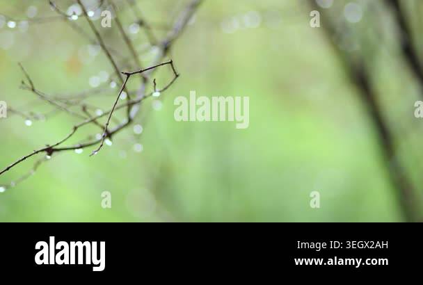 Tree branches with raindrops and soft green bokeh background, close-up ...