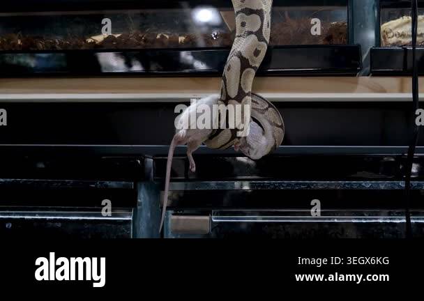 A ball python hanging in its burrow swallowing a rat Stock Video ...