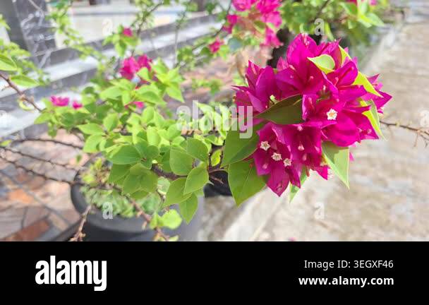 Pink Bougainvillea glabra magenta flowers close up in garden pot ...