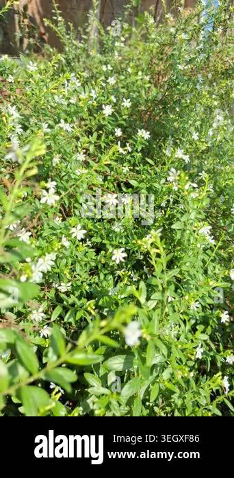Cuphea hyssopifolia white flowers Mexican heather shrub close up ...