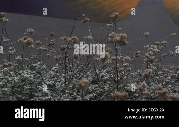 Dried flowers stand starkly against a mural featuring abstract sun ...