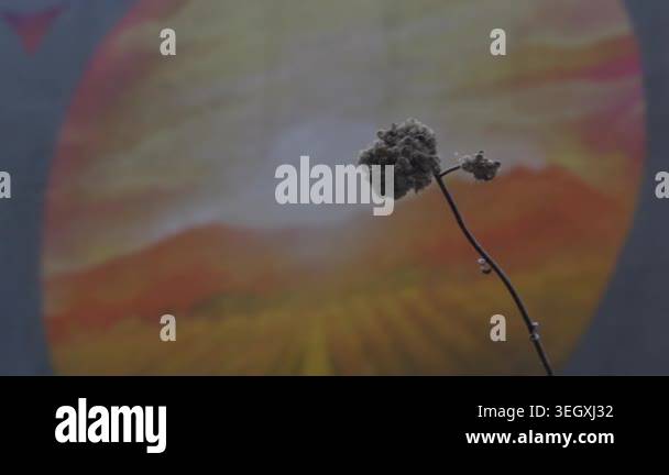 A dried plant stands silhouetted before a mural featuring a sun and ...