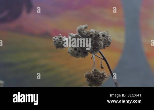 A dried plant stands in focus against a vibrant abstract mural ...