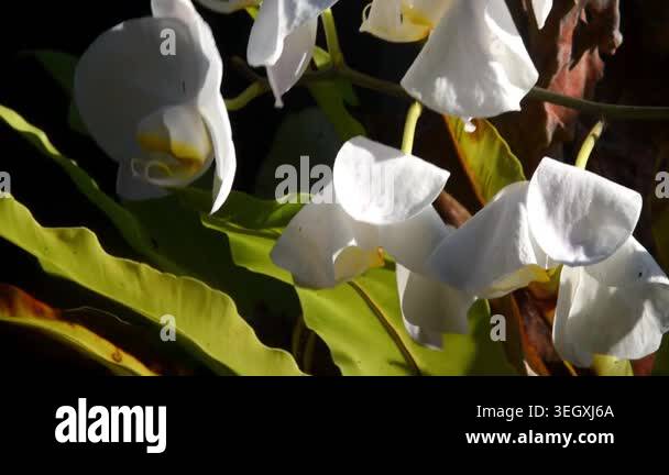 Orchid flower in close up, with blurry background Stock Video Footage ...