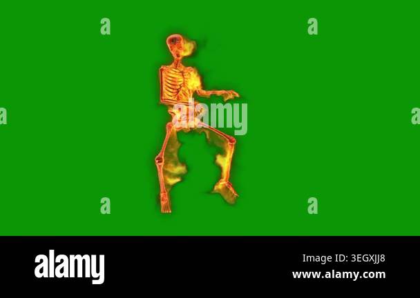 human skeleton model with bone anatomy for medical concept 3 d ...