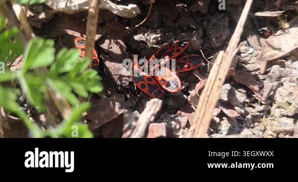 A detailed macro shot showing a small colony of firebugs (Pyrrhocoris ...