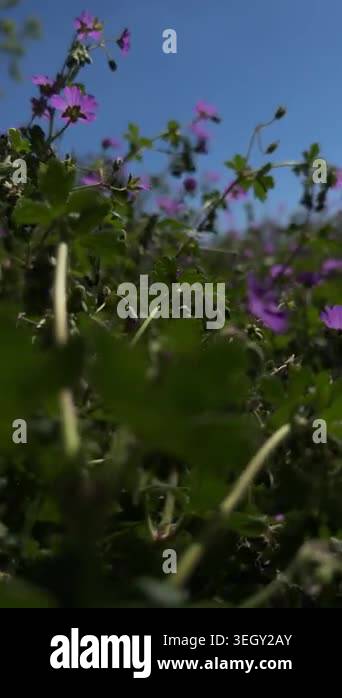 Low angle view of purple wild geranium flowers blooming outdoors on a ...