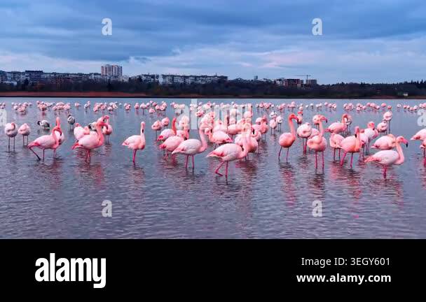 Large flock of pink flamingos wading in shallow salt lake. Group of ...