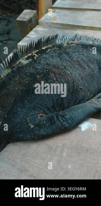 Scary black Galapagos marine iguana lying still. Close up. Wildlife of ...
