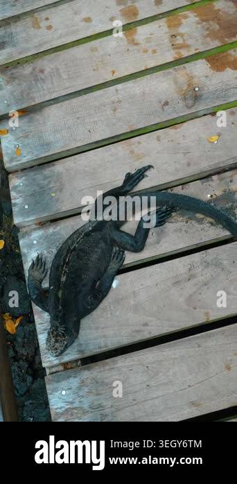 Large black lizard lies still on the wooden pier. Approaching a scary ...