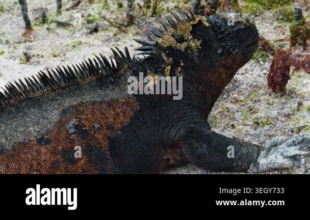 Huge black Marine iguana with row of spines from head to neck ...