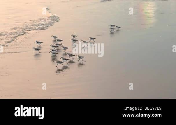 Shorebirds Walking On Wet Beach Sand At Sunset, peaceful coastal video ...