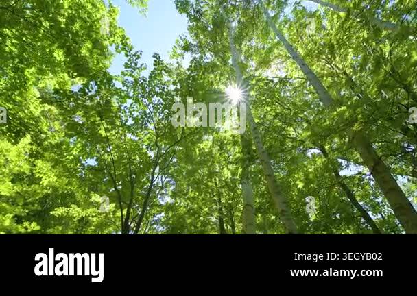 Looking Up at Fresh Green Forest Trees With Sunlight and Leaves Swaying ...