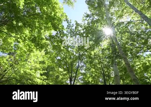 Looking Up at Fresh Green Forest Trees With Sunlight and Leaves Swaying ...