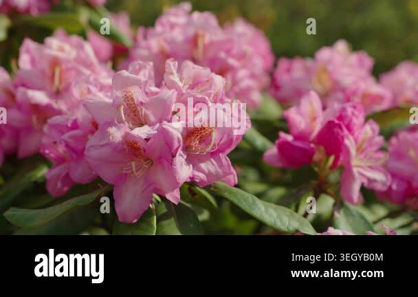 Beautiful pink rhododendron flowers blooming in a garden, close up ...