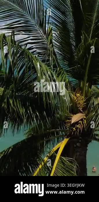 Tropical palm tree leaves in the foreground with turquoise sea and ...