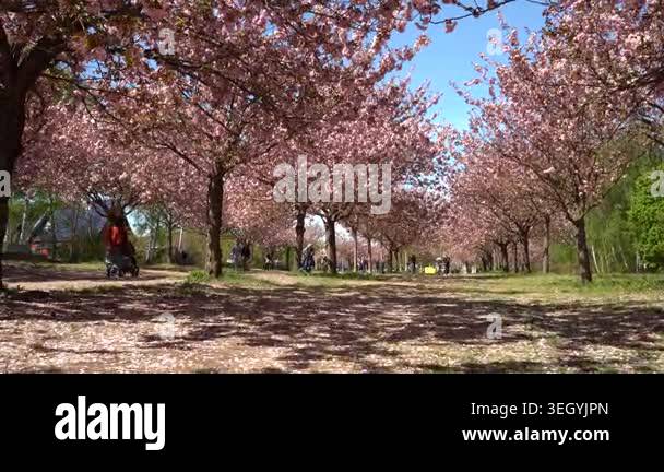 Static shot of a blooming cherry blossom alley in spring with pink ...