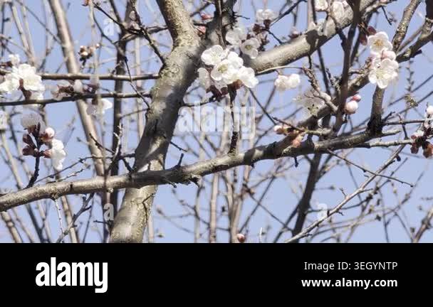 Branches of a tree with white flowers against a clear blue sky in early ...