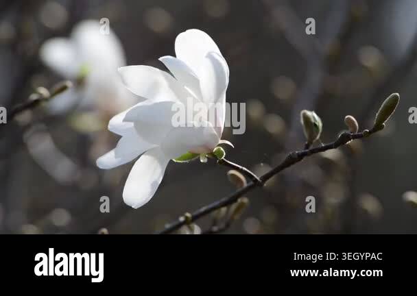 Nice 4k magnolia tree flowers video at spring day Stock Video Footage ...