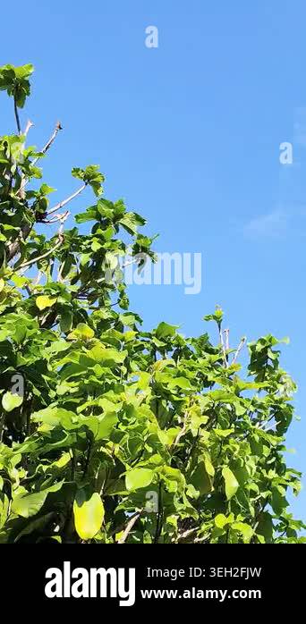 Bright green leaves of a tropical tree against a clear blue sky ...