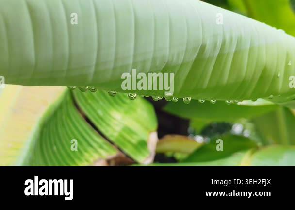 Cinematic close up of fresh green banana leaf with water drops moving ...