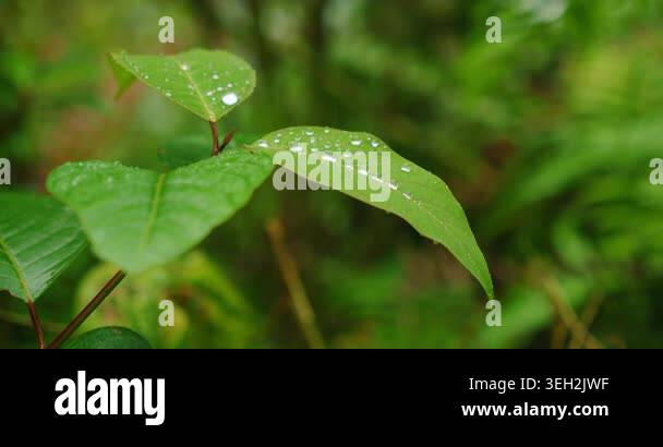 Close up of vibrant green leaf showing clear glistening raindrops from ...