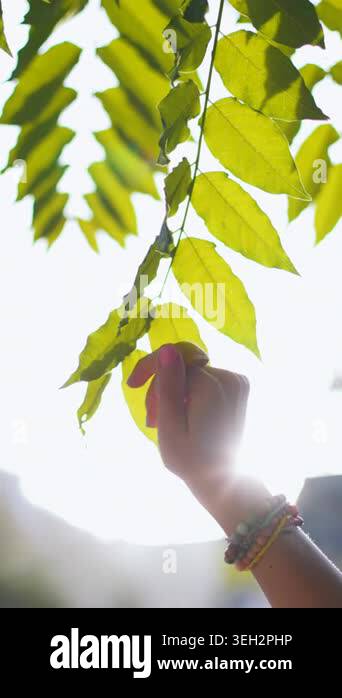 vertical video. A girls hand glides along the branch of a bush with ...