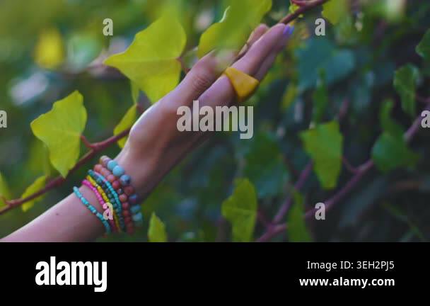 A girls hand glides along the branch of a bush with beautiful leaves. A ...