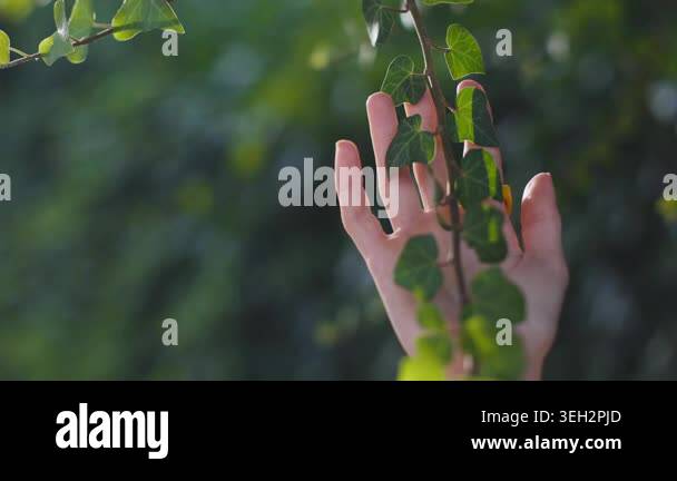 A girls hand glides along the branch of a bush with beautiful leaves. A ...