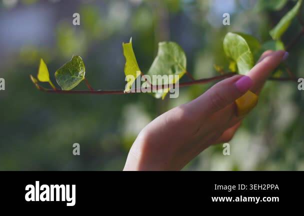 A girls hand glides along the branch of a bush with beautiful leaves. A ...