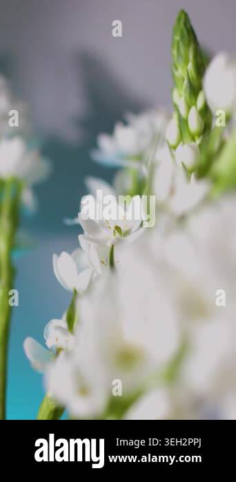 vertical video. A close-up of a white flower against a blue background ...