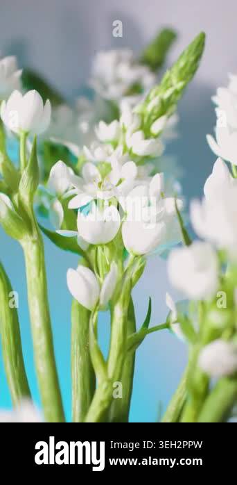 vertical video. A close-up of a white flower against a blue background ...