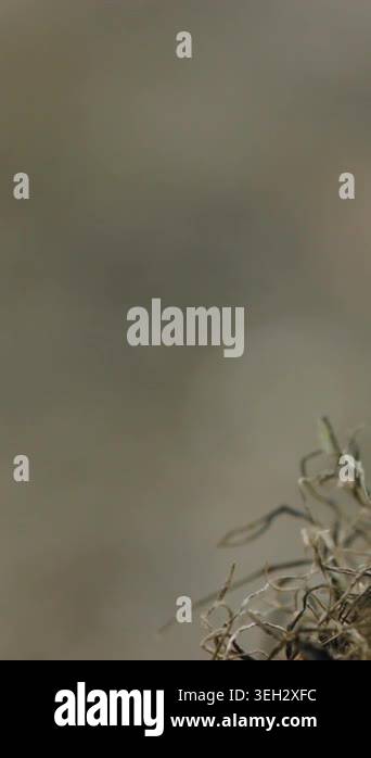 Thick Smoke Drifting Over Soil, CloseUp Shallow Depth Captures Blurred ...