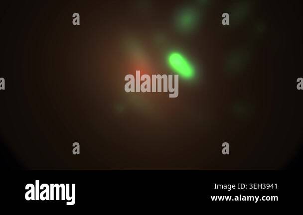 Glowing red and green cells under microscope Stock Video Footage - Alamy