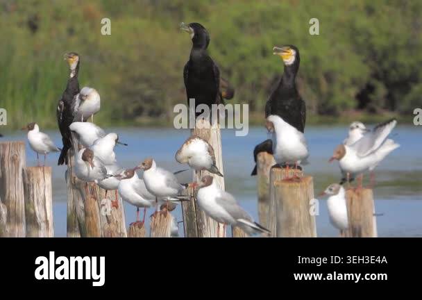 Cormorant stands behind black headed gulls with open beak, bird group ...