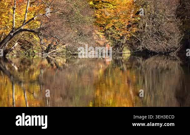 Magnificent autumn lake scene shows calm water reflecting colorful ...
