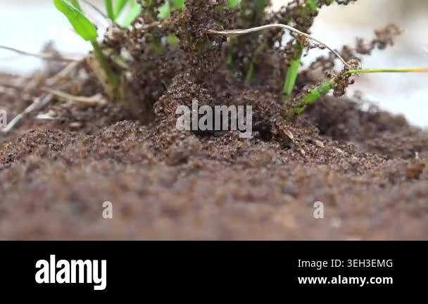 Dense ant colony covers entire ground surface creating intense natural ...