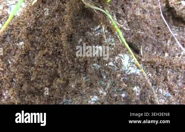 Dense ant colony covers entire ground surface creating intense natural ...