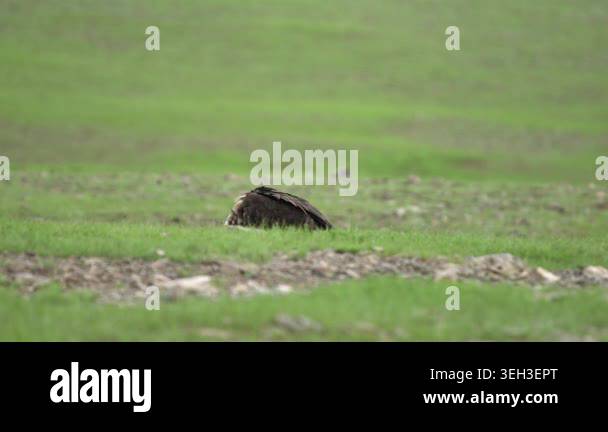 Treeless open meadow hosts a black vulture standing alone in vast ...