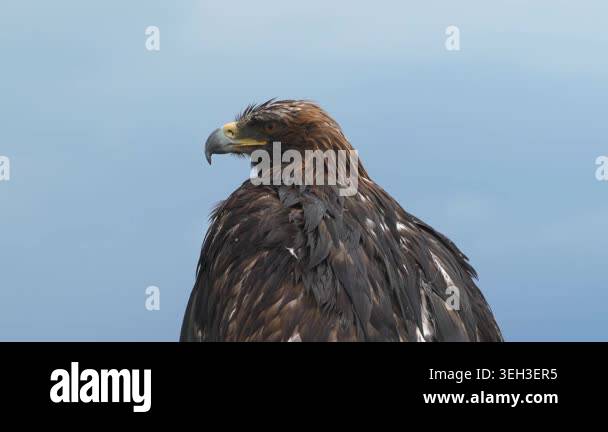 Golden eagle standing within forest in Africa under calm daylight ...
