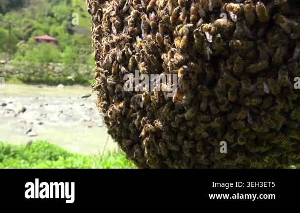 Honeybee swarm clustering densely on tree trunk showing natural colony ...
