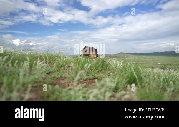 Golden eagle standing within forest in Africa under calm daylight ...