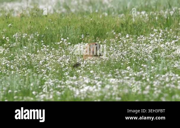 Marmot feeds among flowers in open grassland, eating vegetation in a ...
