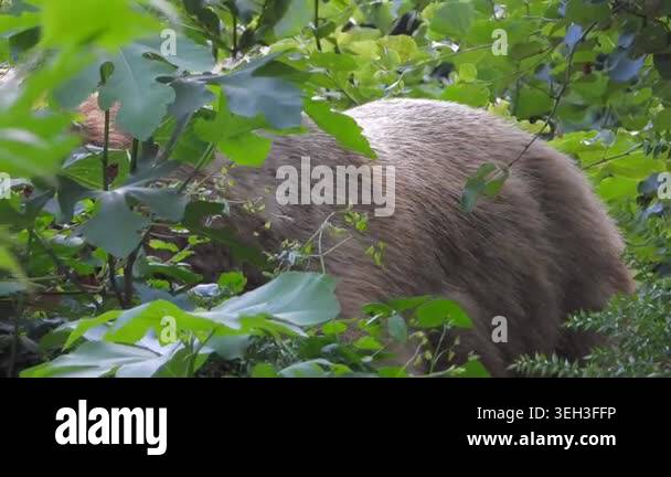 Brown bear moves behind forest foliage in a natural woodland wildlife ...