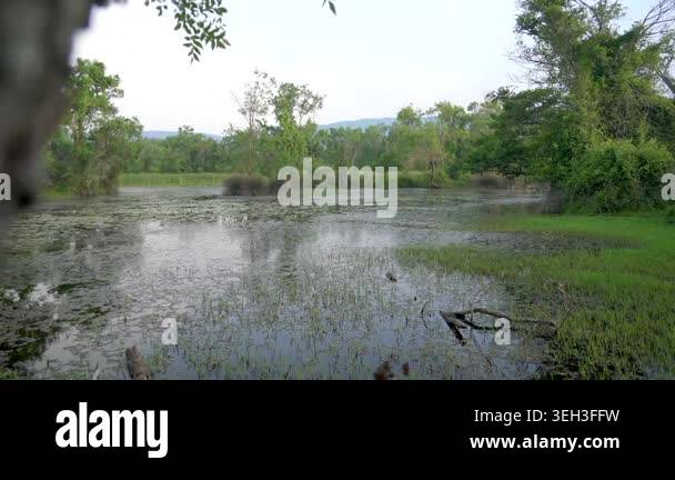 Quiet wetland lake surrounded by reeds and trees reflects a calm ...
