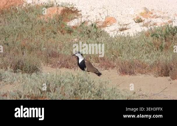 Lonely lapwing standing on arid ground, black white brown plumage in ...